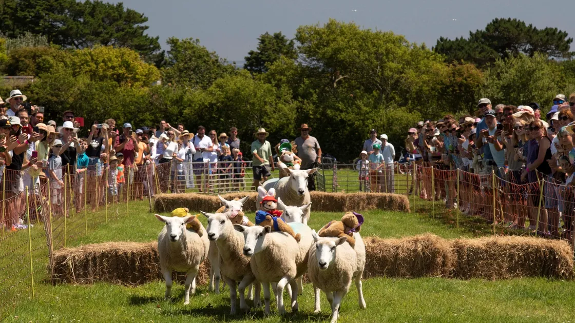 Sark sheep racing draws boatloads of visitors